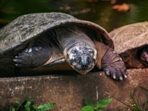 Animals of the Amazon Rainforest