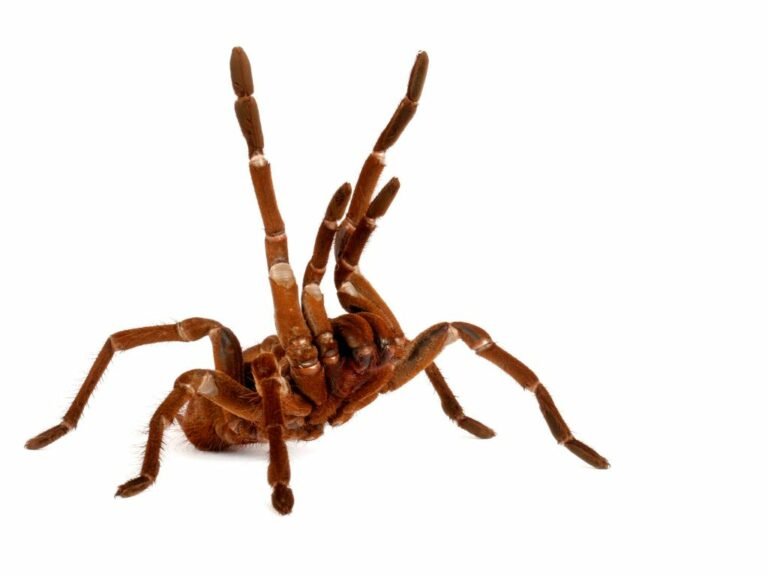 Animals of the Amazon Rainforest