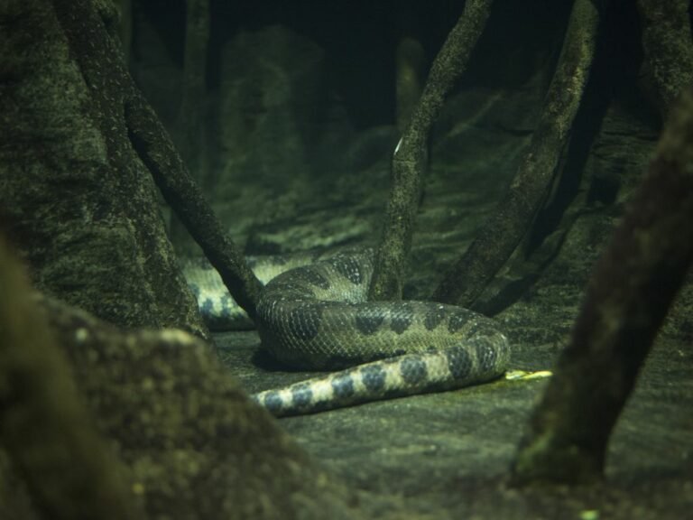 Animals of the Amazon Rainforest