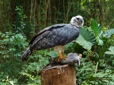 Animals of the Amazon Rainforest
