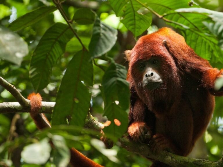 Animals of the Amazon Rainforest