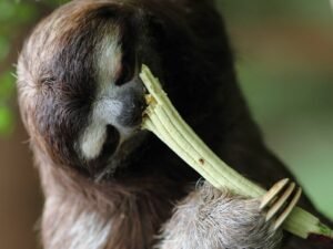 Animals of the Amazon Rainforest