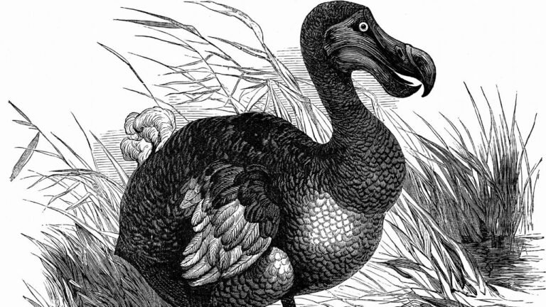 Why Did the Dodo Bird Go Extinct? Key Reasons Explained