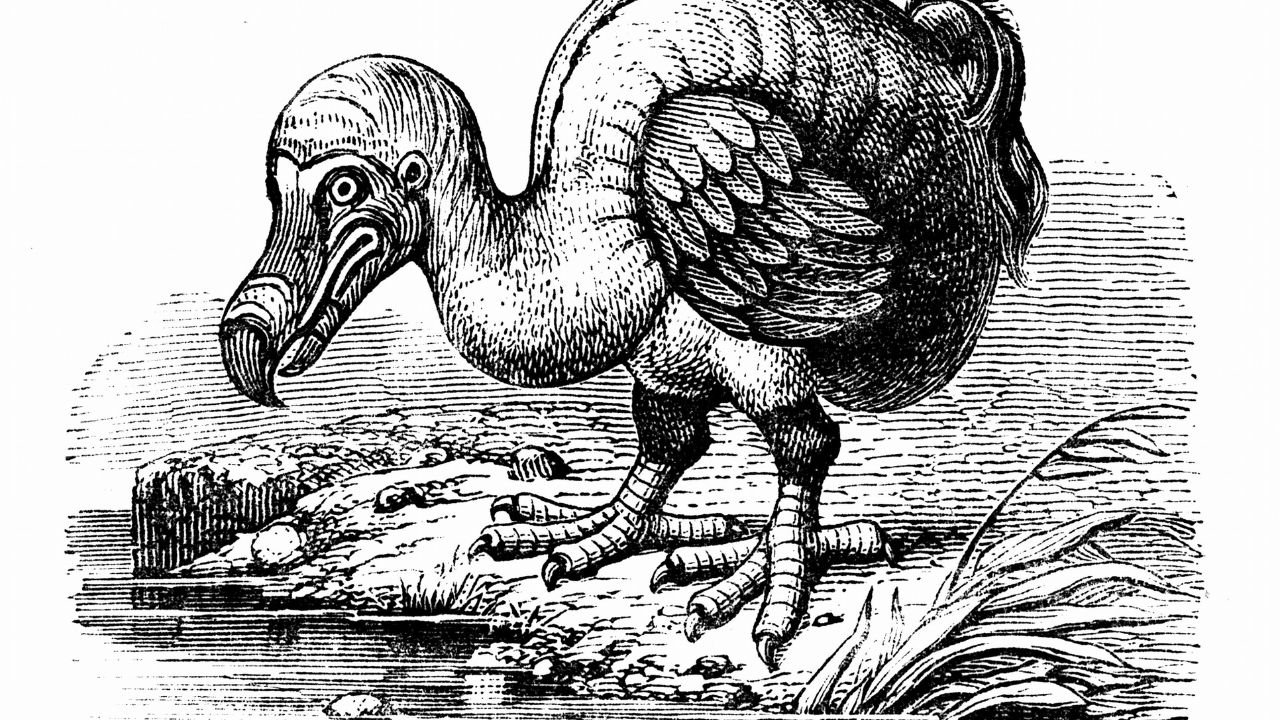 Why Did the Dodo Bird Go Extinct? Key Reasons Explained