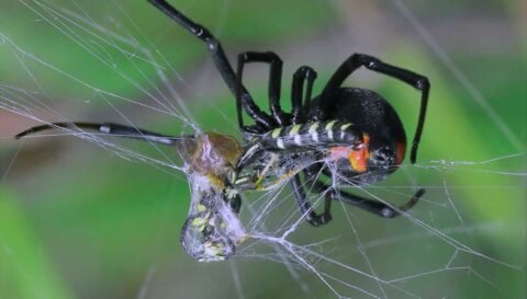 Black Spider Red Dot On Back - Identification, Habitat, Lifecycle ...