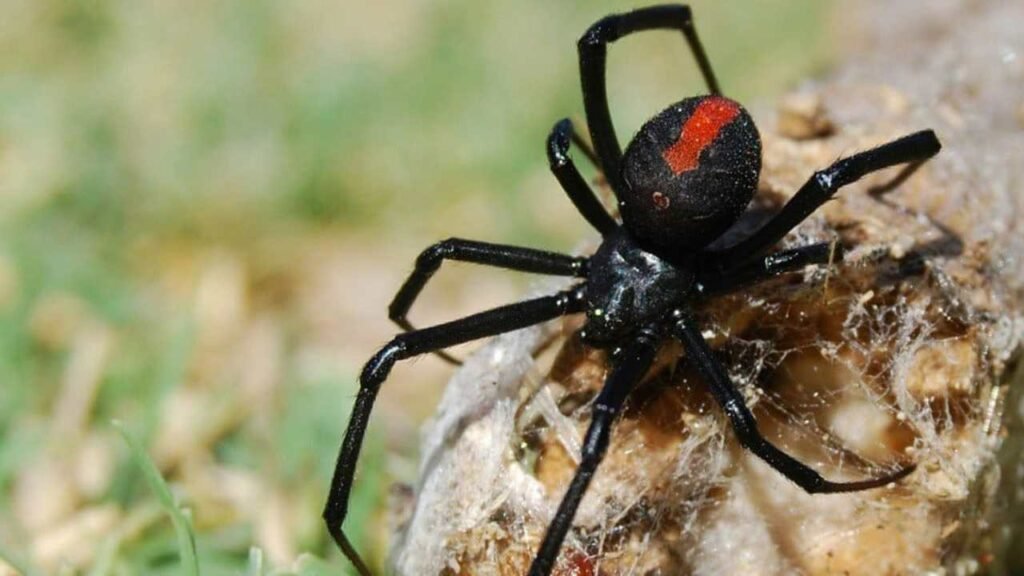 Black Spider Red Dot On Back - Identification, Habitat, Lifecycle ...