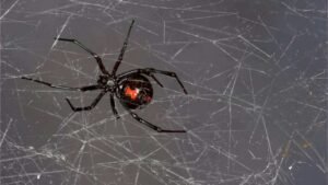 Black Spider Red Dot On Back - Identification, Habitat, Lifecycle ...