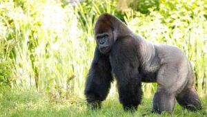 How Fast Can Gorillas Run? Unveiling the Speed of the Jungle King!