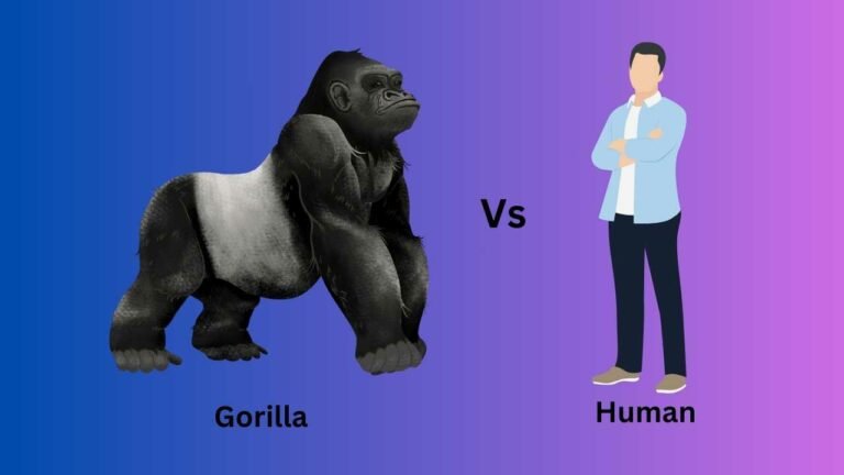 How Fast Can Gorillas Run? Unveiling the Speed of the Jungle King!