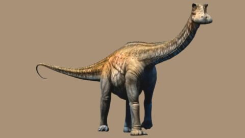 What Dinosaur Has 500 Teeth? Nigersaurus Facts for Students and Teachers