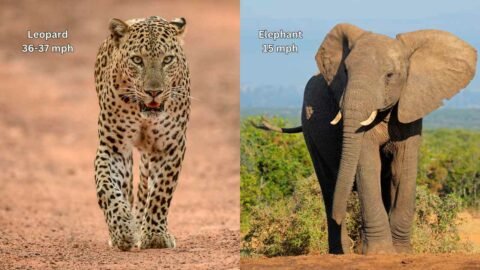 How Fast Can Gorillas Run? Unveiling the Speed of the Jungle King!
