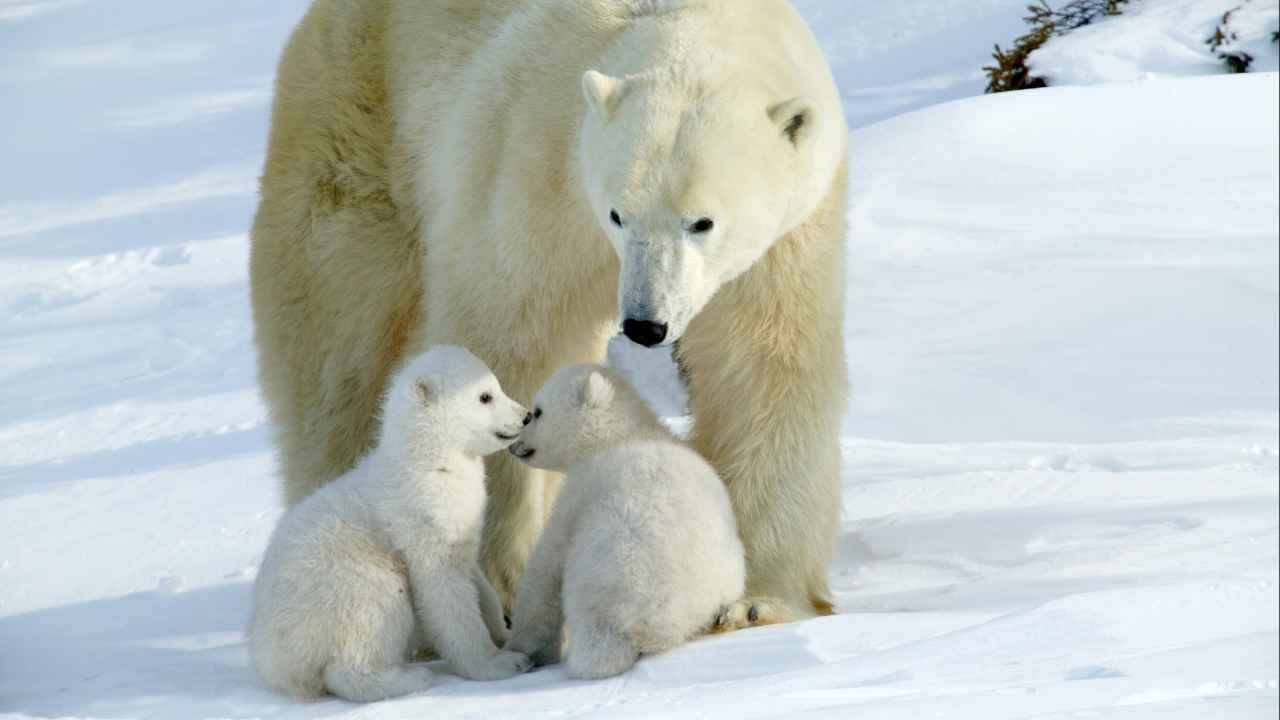 Meet the Polar Bears: Polar Bear Facts for Preschoolers