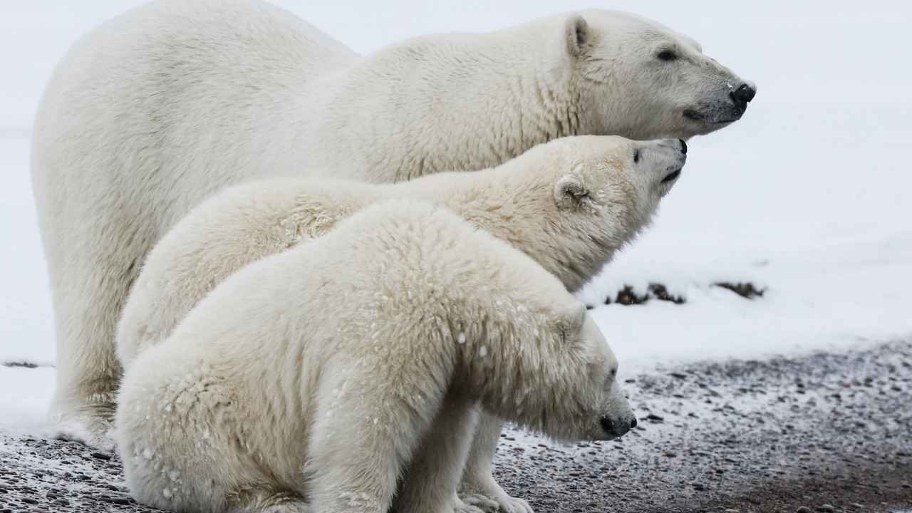 Meet the Polar Bears: Polar Bear Facts for Preschoolers