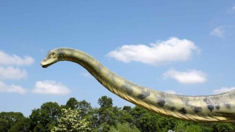 Brontosaurus Facts For Kids - Discover the Giant of the Jurassic Era