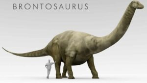 Brontosaurus Facts For Kids - Discover the Giant of the Jurassic Era
