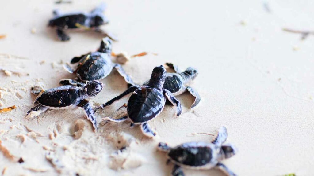 What Do Baby Turtles Eat? A Comprehensive Feeding Guide for Hatchlings