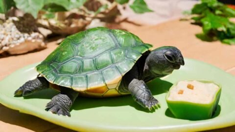What Do Baby Turtles Eat? A Comprehensive Feeding Guide for Hatchlings