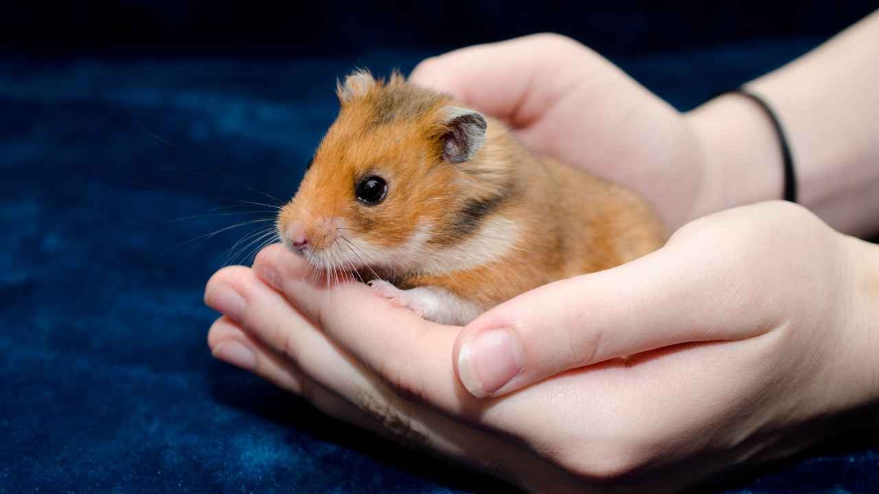 Teddy Bear Hamster Facts For Kids - The Ultimate Pet Guide for Beginners