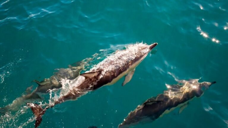 Adaptation in Nature: How Species Evolve to Survive and Thrive