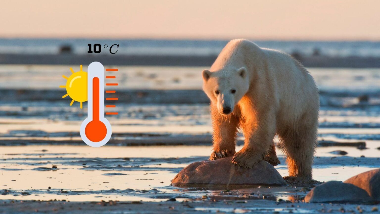 Can Polar Bears Survive in the Desert? | Arctic Facts for Kids