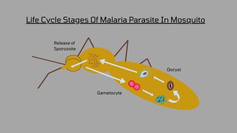 Life Cycle of Malaria Parasite | Stages & Facts Explained