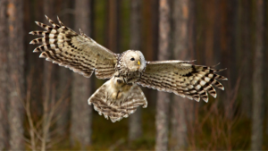 How Fast Does An Owl Fly? Your Ultimate Guide to Owl Speed