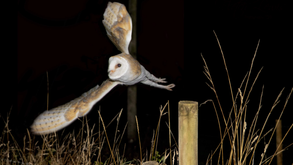How Fast Does An Owl Fly? Your Ultimate Guide to Owl Speed