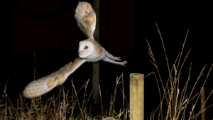 How Fast Does An Owl Fly? Your Ultimate Guide to Owl Speed