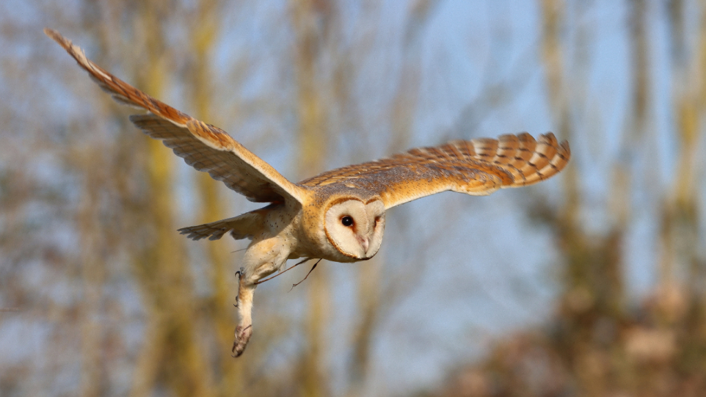 How Fast Does An Owl Fly? Your Ultimate Guide to Owl Speed