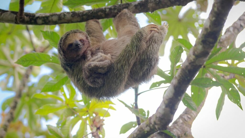 How Fast Can a Sloth Move? Surprising Facts About the Slowest Mammal