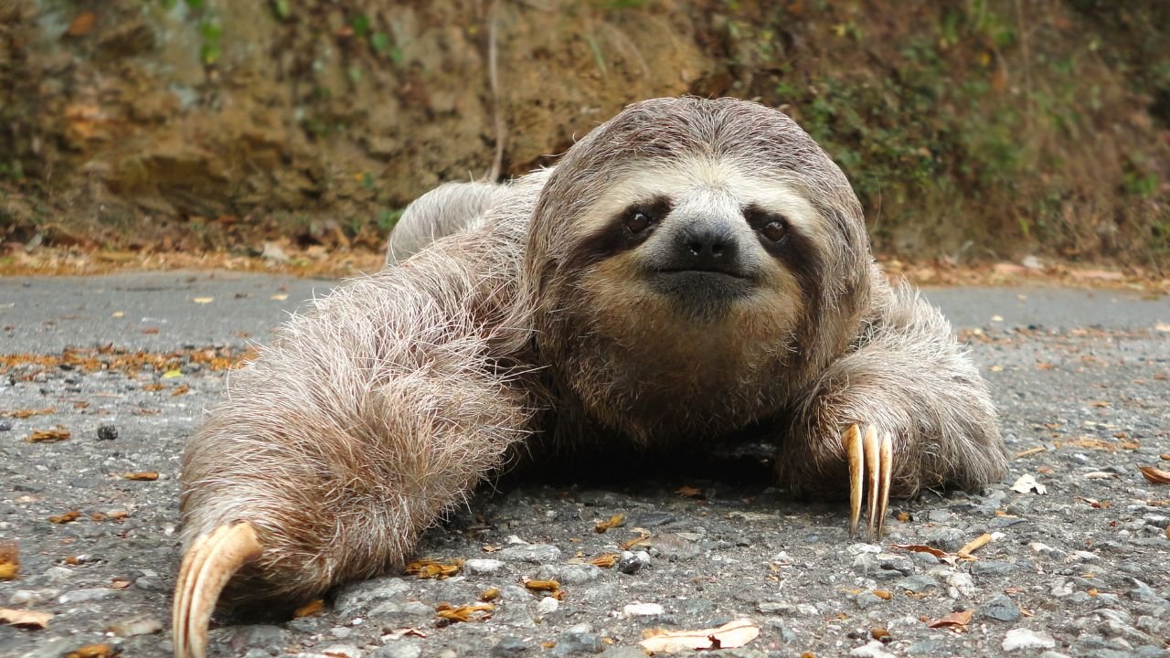 How Fast Can a Sloth Move? Surprising Facts About the Slowest Mammal