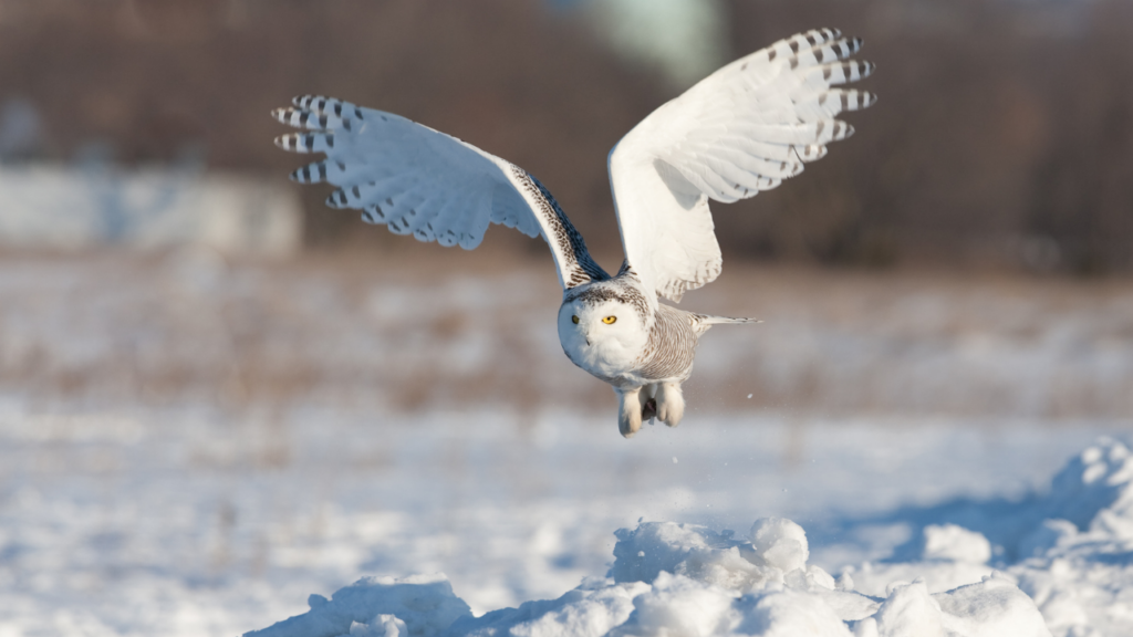 How Fast Does An Owl Fly? Your Ultimate Guide to Owl Speed
