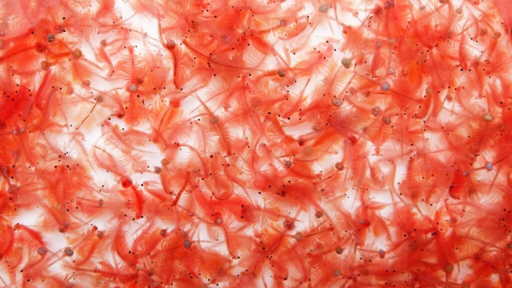 What Do Sea Monkeys Eat - Sea Monkeys Diet