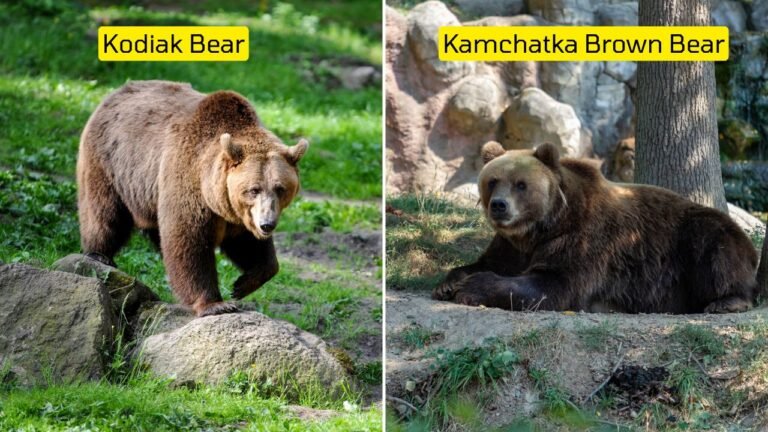 Kamchatka Brown Bear vs. Kodiak Bear: A Scientific Comparison
